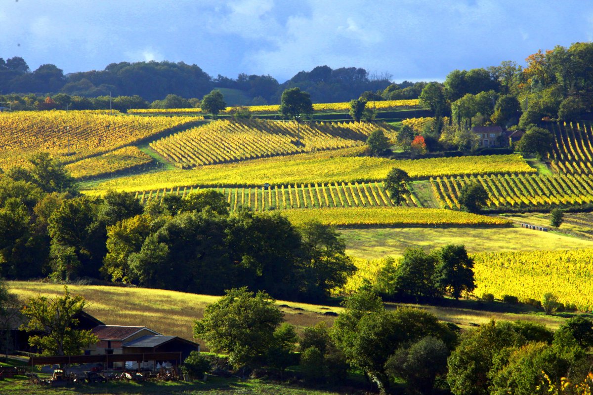 Plaimont (Saint Mont) - THE WINE COMPANY ApS